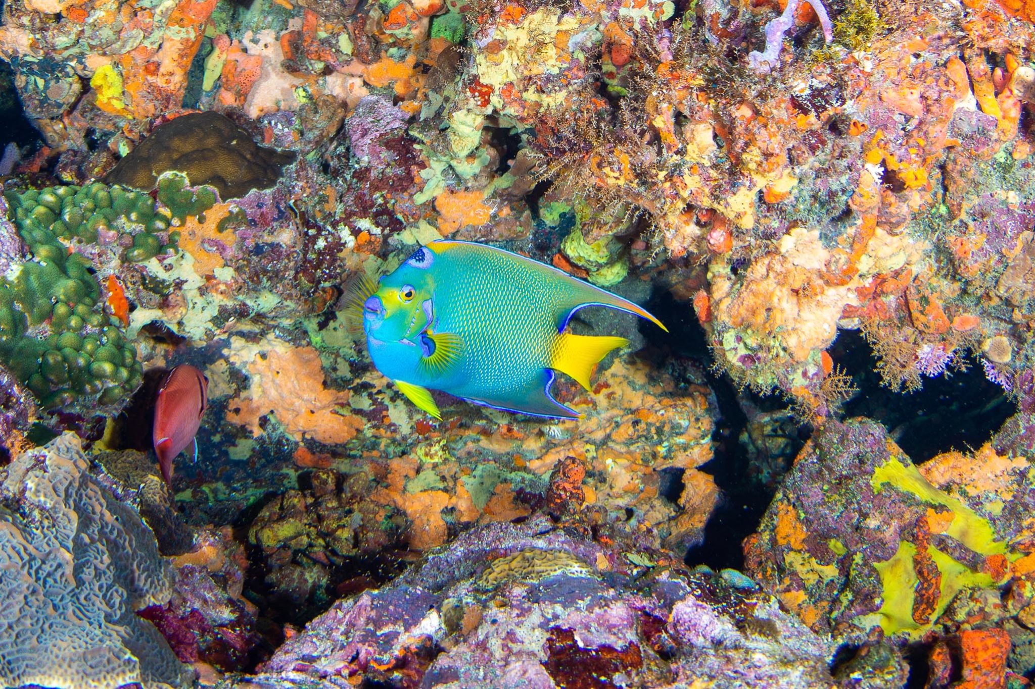 Where to dive in Tobago